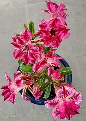 ROYAL LAND Rare Exotic Adenium Obesum Red White Stripes 1 Helathy Small ...