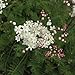 Amazon.com : CHUXAY GARDEN 30 Seeds Filipendula Vulgaris,Dropwort,Fern ...
