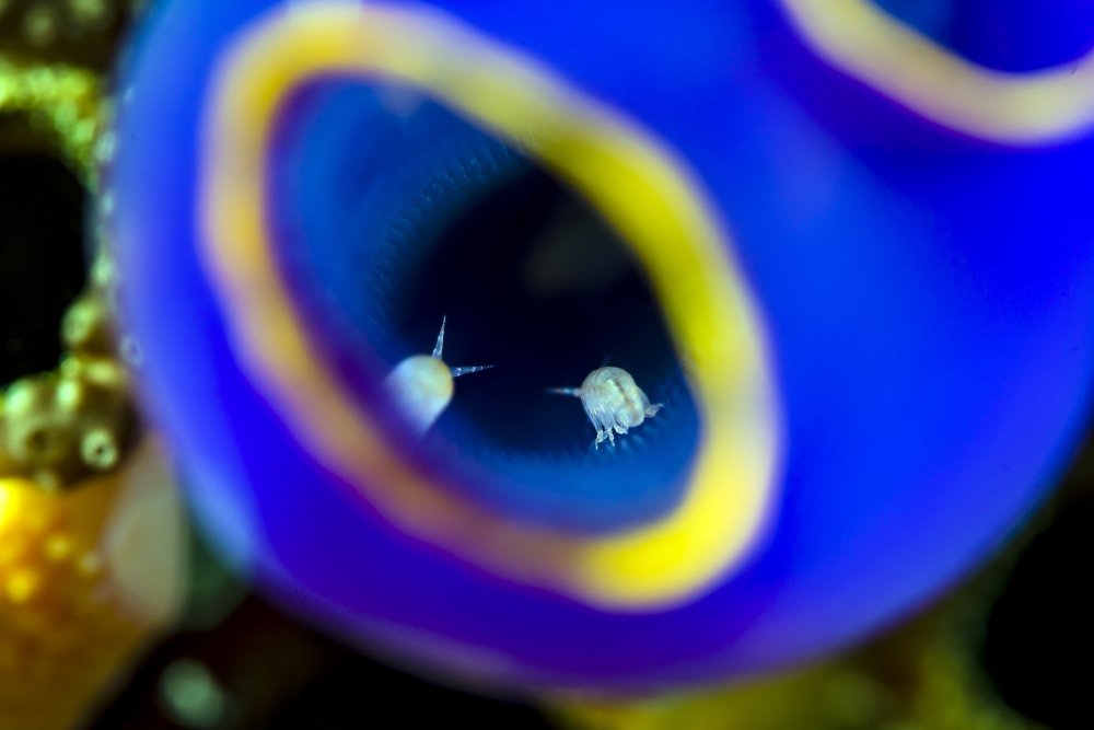 Painted Tunicate