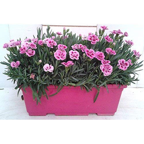 Golden Hills Farm® (AVG 100-1000) seeds Dianthus Mix Pot Variety ...