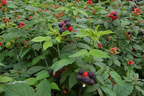 Whitebark Raspberry