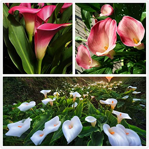 Are Calla Lilies Poisonous? Mystery Revealed! - WhenYouGarden.com