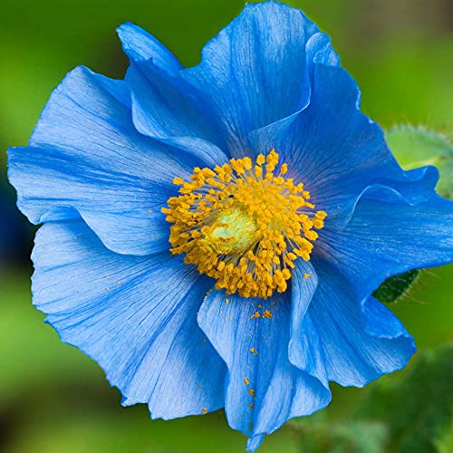 Blauer Mohn – Die 15 besten Produkte im Vergleich - Hausbauberater Ratgeber