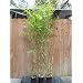 Amazon.com : Bambusa “Lady Finger” Clumping Bamboo Plant : Patio, Lawn ...