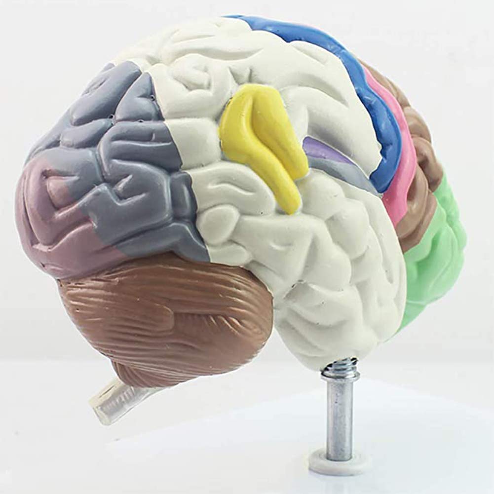 Anatomia Del Cervello Umano Solco Anatomia Del Cervello | Fisioterapia