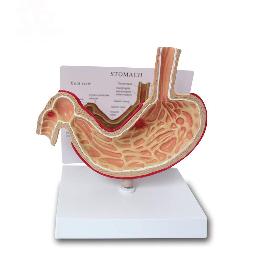Buy WEHOLY Educational Model Simulated Human Stomach Anatomy Model ...