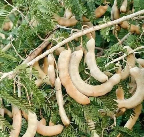SANJU Live Plant Thai Sweet imli Tetul Plant HYBRID Grafted - Hot/Warm ...