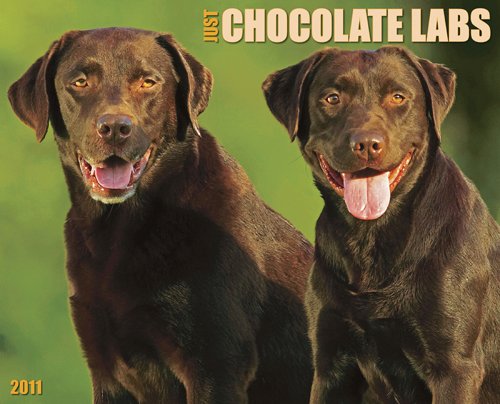 Chocolate Labs 2011 Wall Calendar: Willow Creek Press: 9781607551096 ...