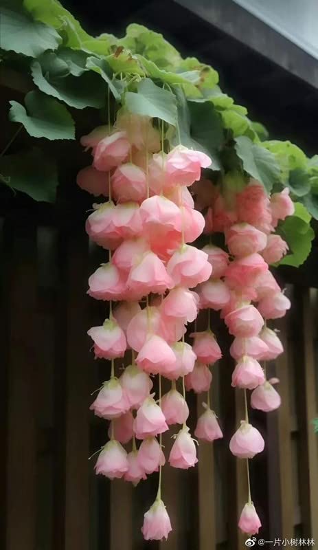Ritz Farming® Weeping begonia flowers bulbs | begonia lite pink shade ...