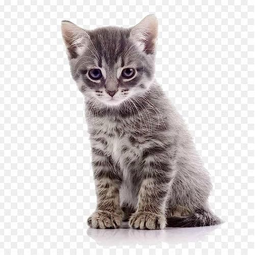 I Don't Want Anything But You by Robert Muir on Prime Music