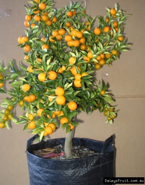 GREENRY NURSERY Kumquat(Grafted) Orange Plant (2YEARS OLD PLANT) Pack ...
