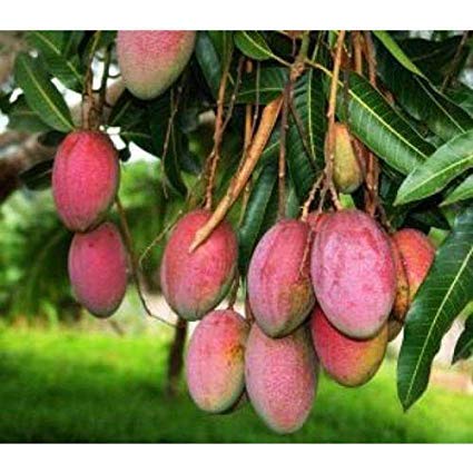 Creative Farmer Live Plant Neelum Mango "Neelam" Tasty Variety Grafted ...