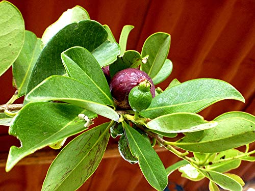 Arlo Rare Psidium guajava "Purple Guava" Fruit Plant With Pot : Amazon ...