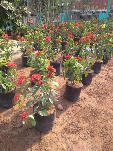 The House of Plant/Beautiful Rongon Ixora Coccinea All Season Live ...