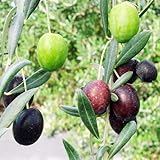 ・ブランド:ＩＴＡＮＳＥ・【品種特徴】 マンザニロは、3～4g前後のまん丸な大きな実が特徴の品種です。 実が大きいのでピクルスに良く利用されます。 油の含有率は、9～14％です。 果肉が緻密で、やわらかくて食味がとても良く、育てやすいので世...