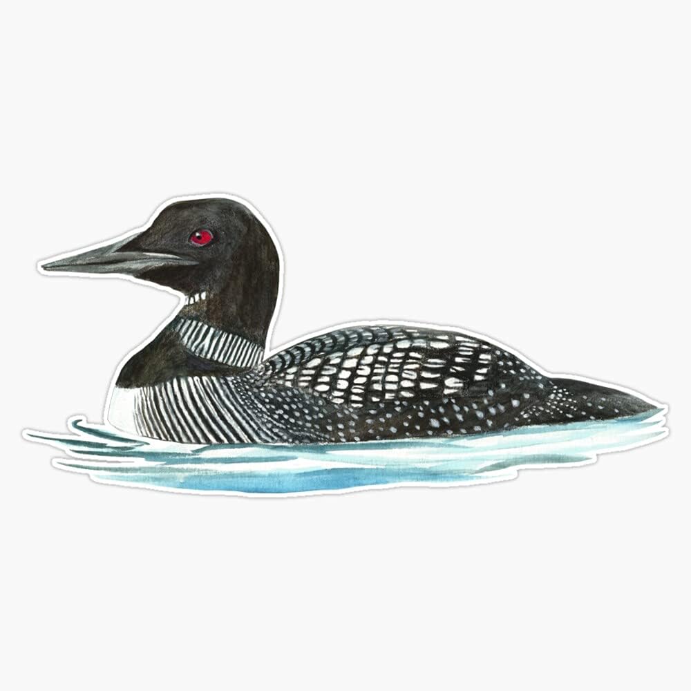 Amazon.com: Common Loon Vinyl Sticker Waterproof Bumper Sticker Laptop ...