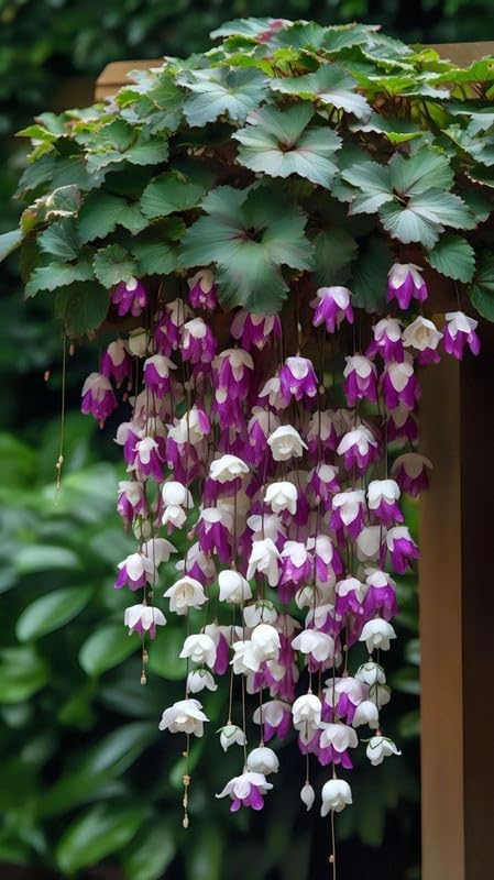Ritz Farming Weeping begonia flower bulbs | purple with white color ...
