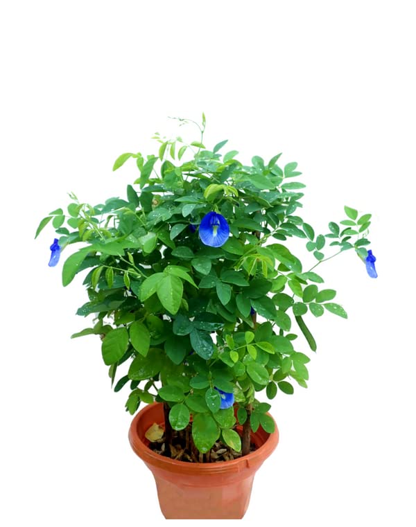 Udanta Aprajita - Koyal Bel Perennial Flowering Plant With Pot (Blue ...