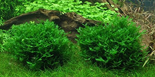 Aquarium Plants - Pelia Mosses ( Pack Of 2 ) : Amazon.in: Garden & Outdoors