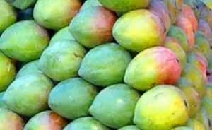 Exotica Orchids Payri Mango Plant-Grafted Live Healthy Plant I Fruiting ...