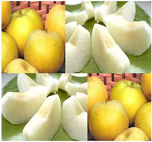 Amazon.com : Big Pack - (200+) Japanese Chinese Korean Asian Sand Pear ...