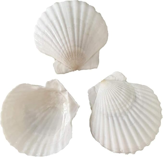 Amazon.com: SEAJIAYI 30 pcs 2-3 inch Natural Scallop Shells White Sea ...