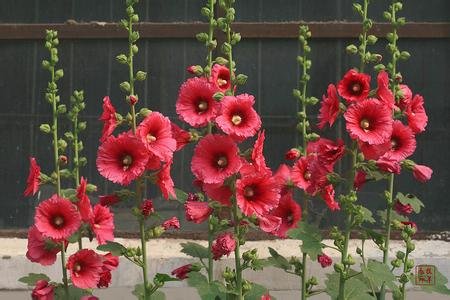 Creative Farmer Flower Seeds : Hollyhock Seeds Althaea Rosa Radix ...