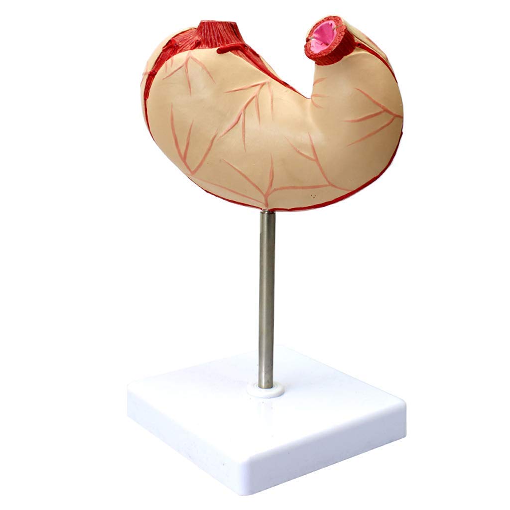 Buy Educational Model Stomach Anatomical Model Human Organ Anatomical ...