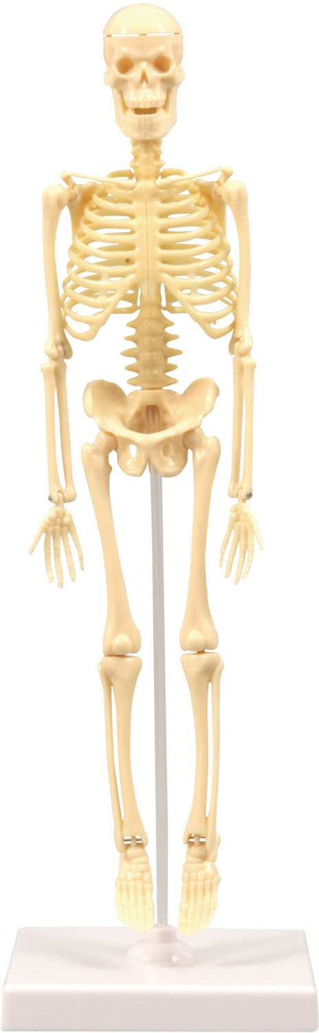 Echt Menselijk Skelet