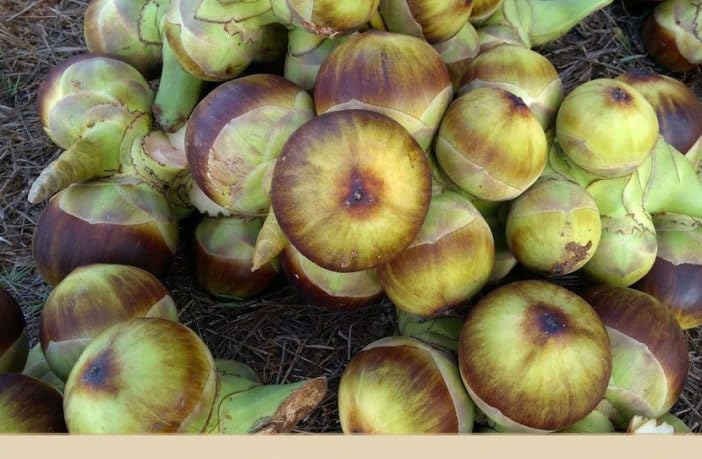 Palmyra Palm/Ice Apple/Tal Tree Live Plant (Pack of 1) | Multi-Purpose ...