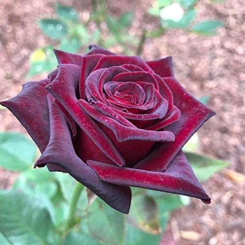 NurseryNature Rose (Maroon) Plant : Amazon.in: Garden & Outdoors