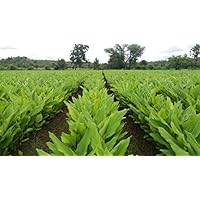 Carmel Organics USDA Certified Turmeric Root Powder || (340 Grams ...