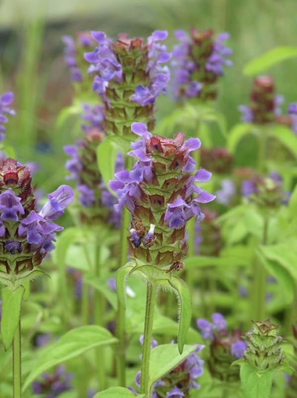 Prunella vulgaris| Self Heal | 6 Plug Plants | Wildflower : Amazon.co ...