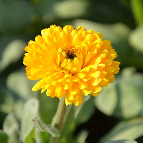 Creative Farmer Flower Seeds : Gulsarfi Seeds Borders And Hedges Garden ...