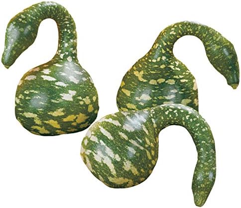 Amazon.com : Park Seed Speckled Swan Gourd Seeds, Includes 25 Seeds in ...