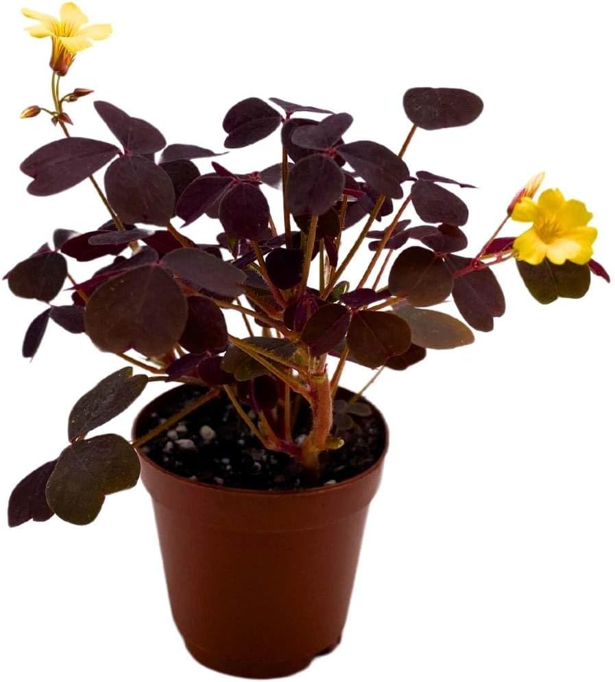 Amazon.com : Green Oxalis Plant, Green Shamrock Plant, Oxalis ...