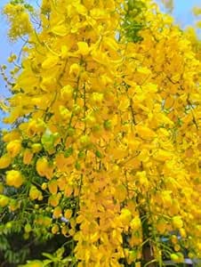 Dwarf Rare Cassia Fistula Golden Shower Tree Kanikkonna Ornamental Flowering Live Plant (1 Plant ...