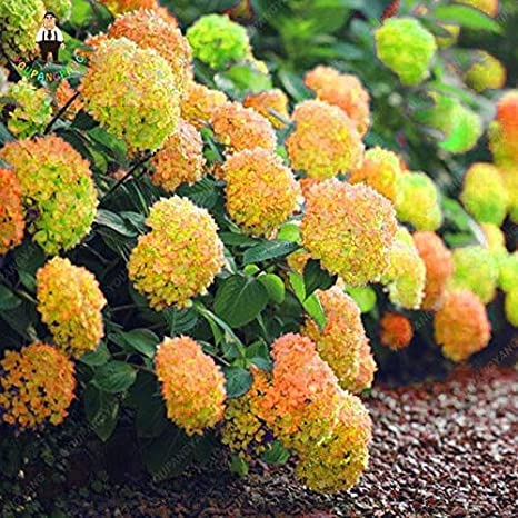 ROYAL LAND Rare Dwarf Hydrangea macrophylla Yellow Hydrangea 1 Healthy ...