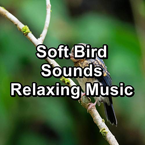 Soft Bird Sounds Relaxing Music von Bird Sounds 2016 & Bird Sounds ...