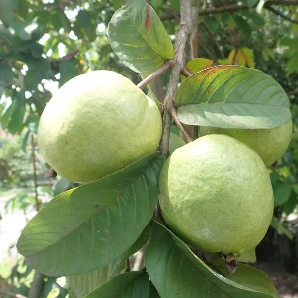 Allahabad Safeda Varieties Guava Air Layering Grafted Healthy Live ...
