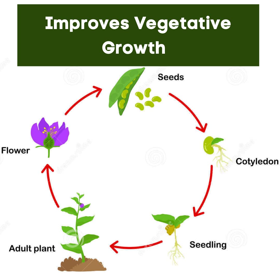 Vegetative Growth GROTEK Growth Vegetative Booster 300 G