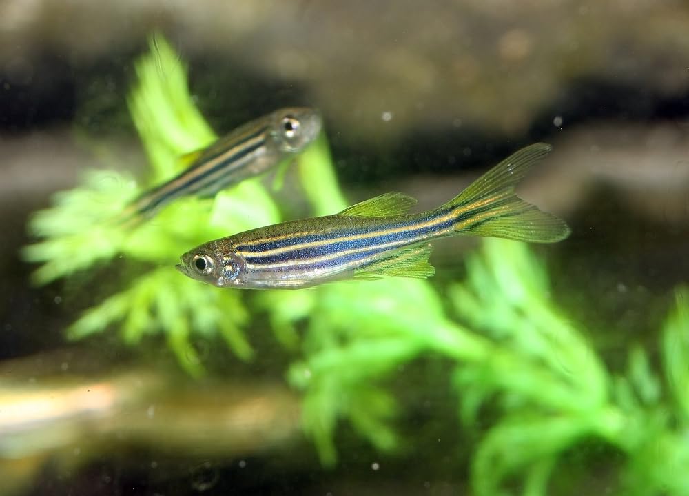 Amazon.com : Swimming Creatures™ 5 Zebra Danio (Zebrafish) Live ...