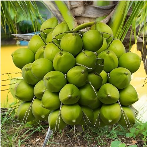 SIAM GARDEN Dwarf Green Coconut by Siam Garden : Amazon.in: Garden ...