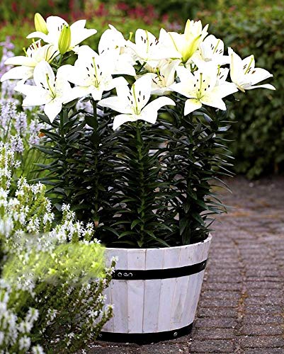 Navya germination Asiatic Lily Bright Diamond|Snow White Lilium ...