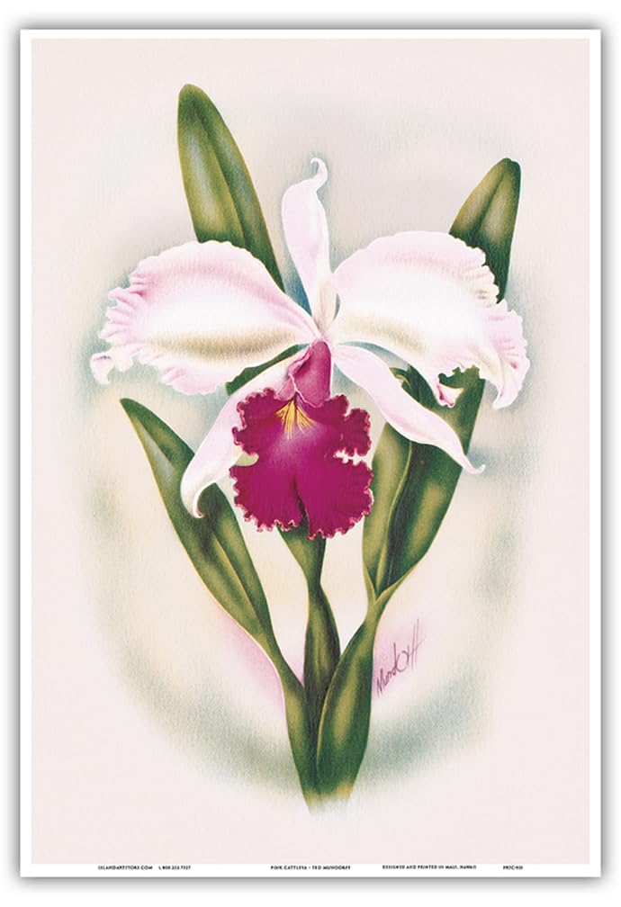 Cattleya Orchid Drawings Cattleya Orchid – Purple & Lavender