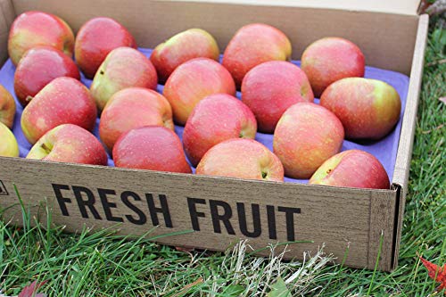 Amazon.com: EverCrisp® Apple Gift Box (36-44 Apples (depends on apple ...