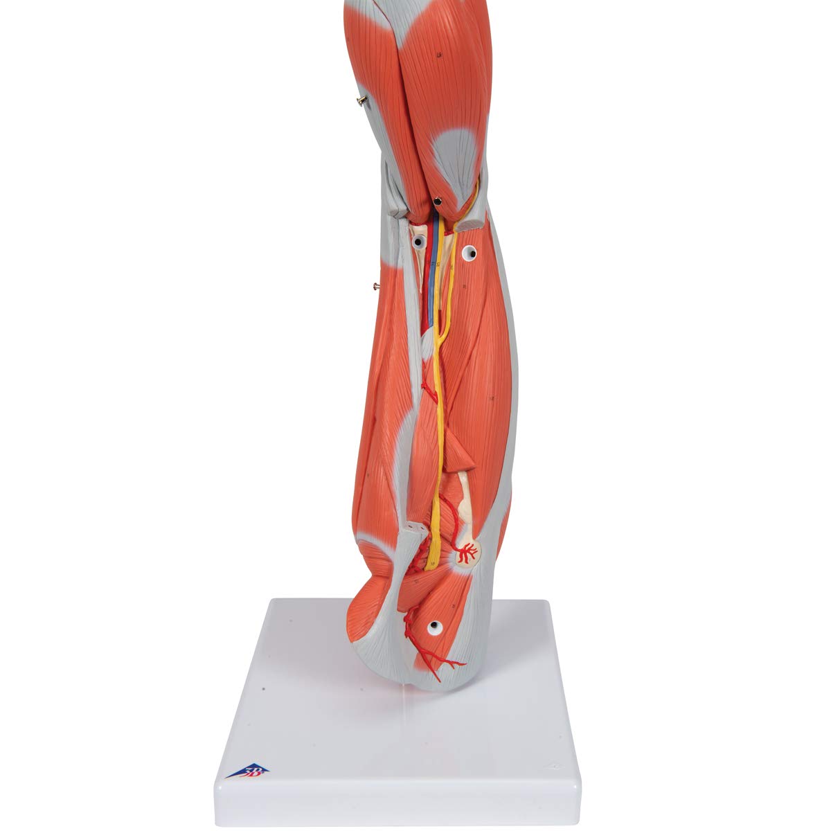 3B Scientific M20 9 Part, 3/4 Life Size Muscle Leg Model, 10.2" Length ...