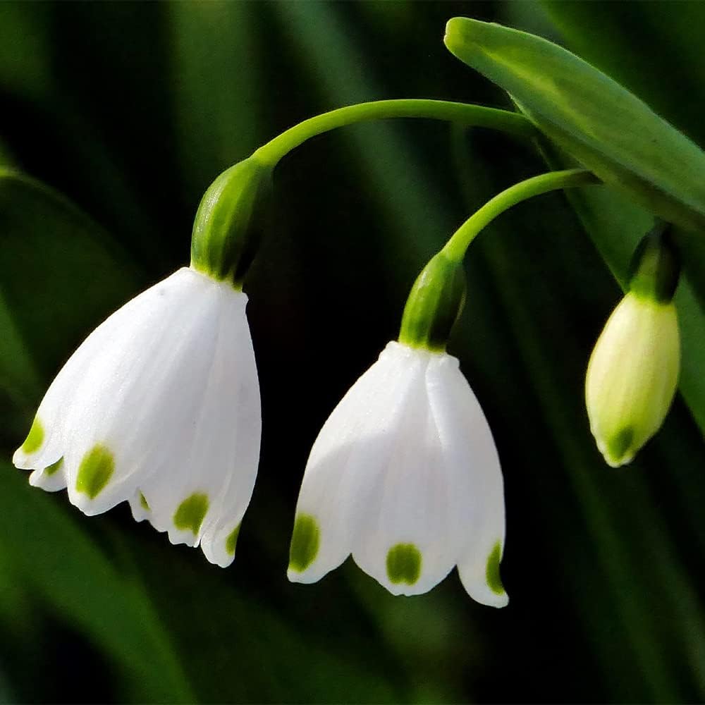 Amazon.com : QAUZUY GARDEN 200 Common Galanthus - Snowdrop Seeds ...