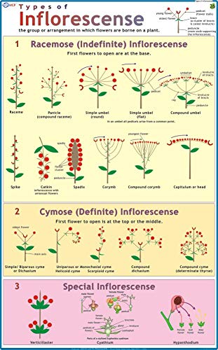 Buy Types of Inflorescence Book Online at Low Prices in India | Types ...