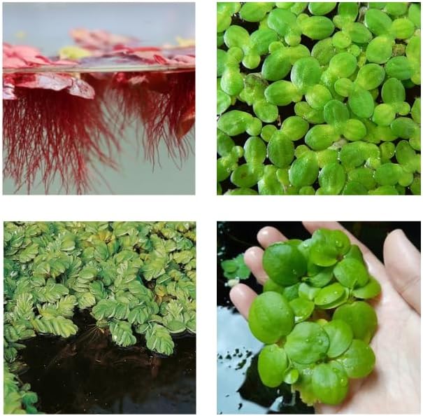 Amazon.com: CANTON AQUATICS Floating Plant Combo Pack – Frogbit, Red ...